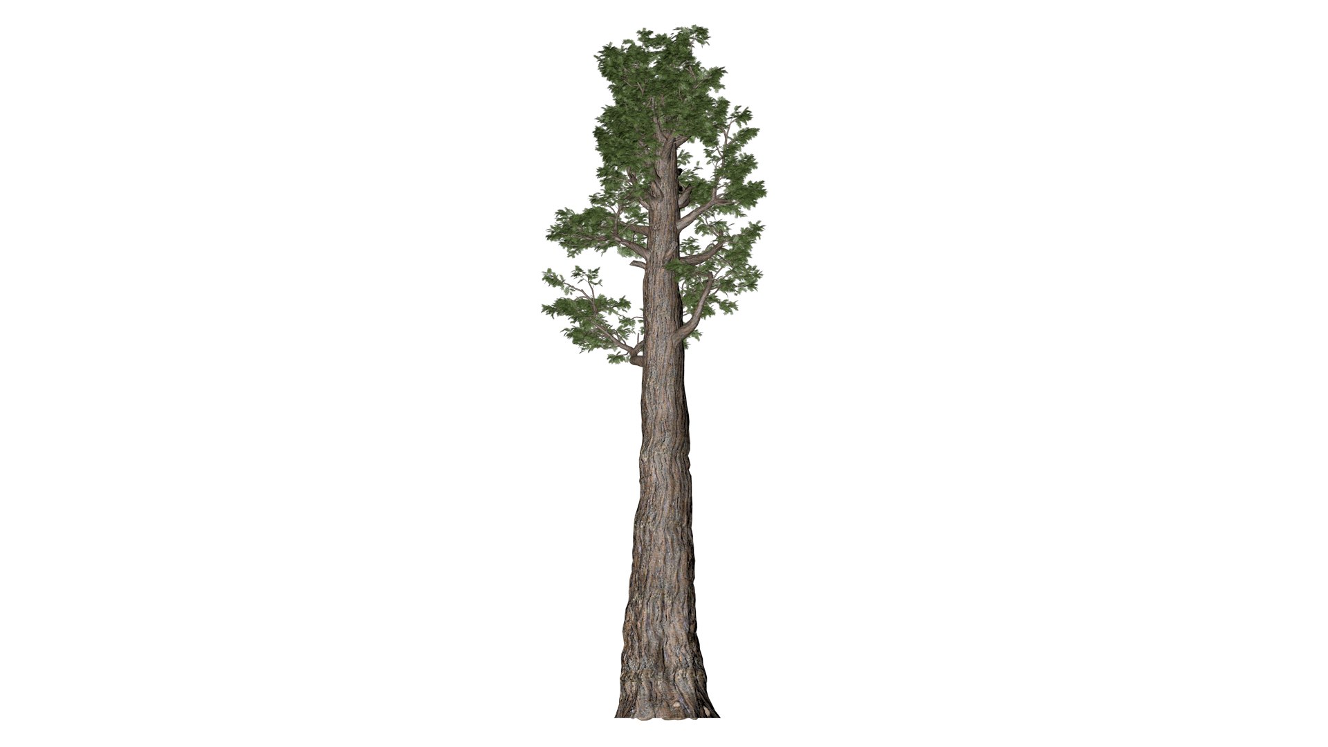 3D Model Giant Redwood Sequoia Tree - 05 - - TurboSquid 2373509