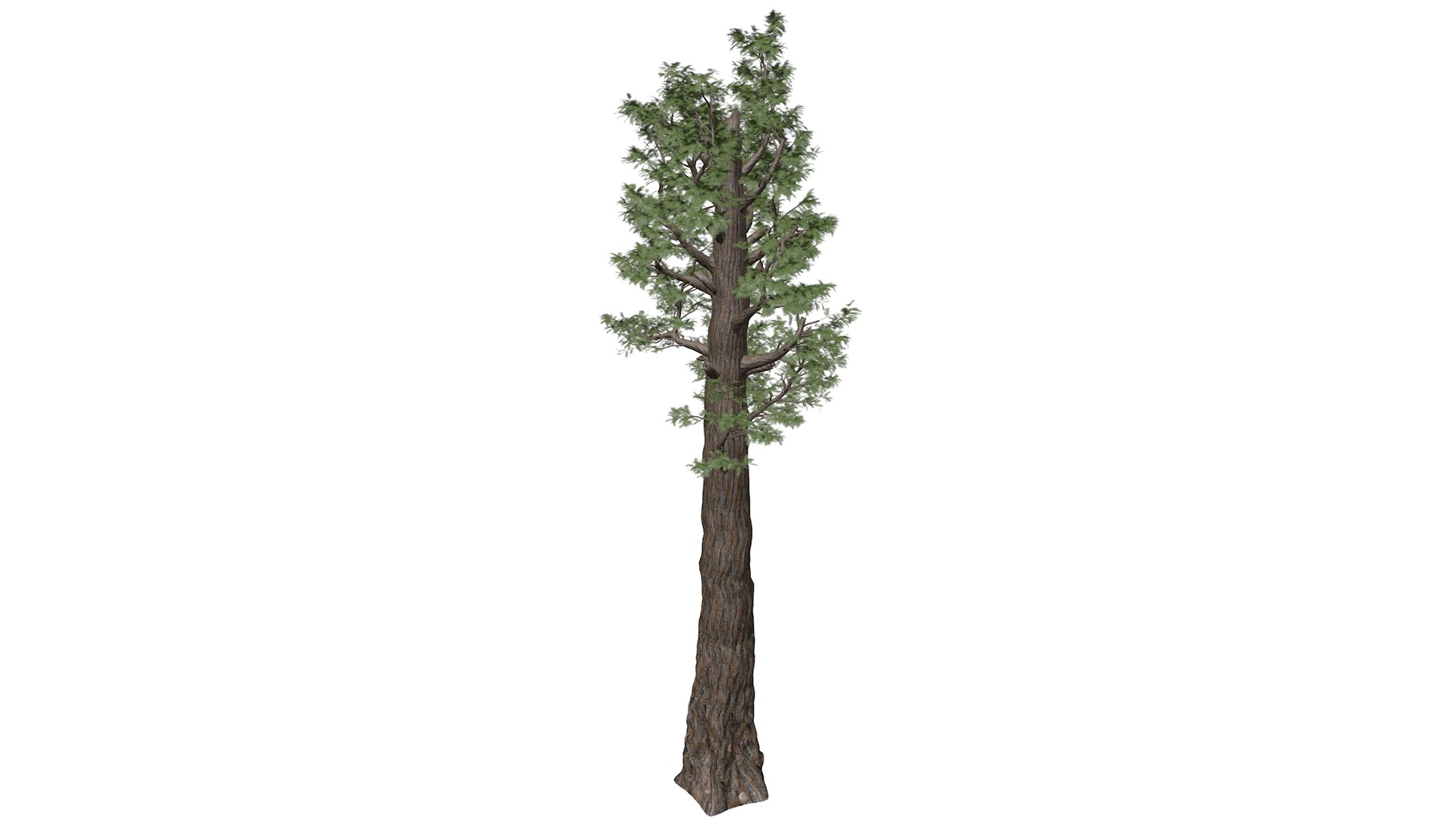 3D Model Giant Redwood Sequoia Tree - 05 - - TurboSquid 2373509