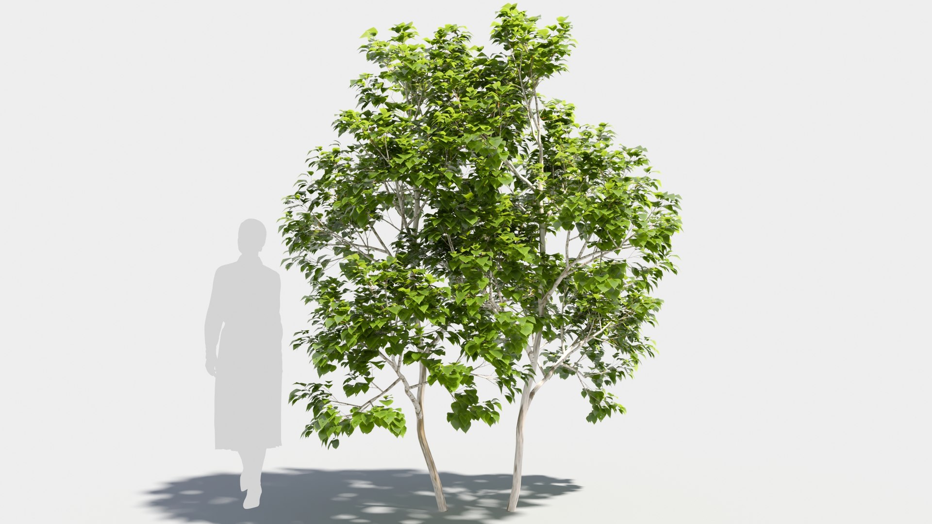 Betula Platyphylla Tree 3D - TurboSquid 2057933