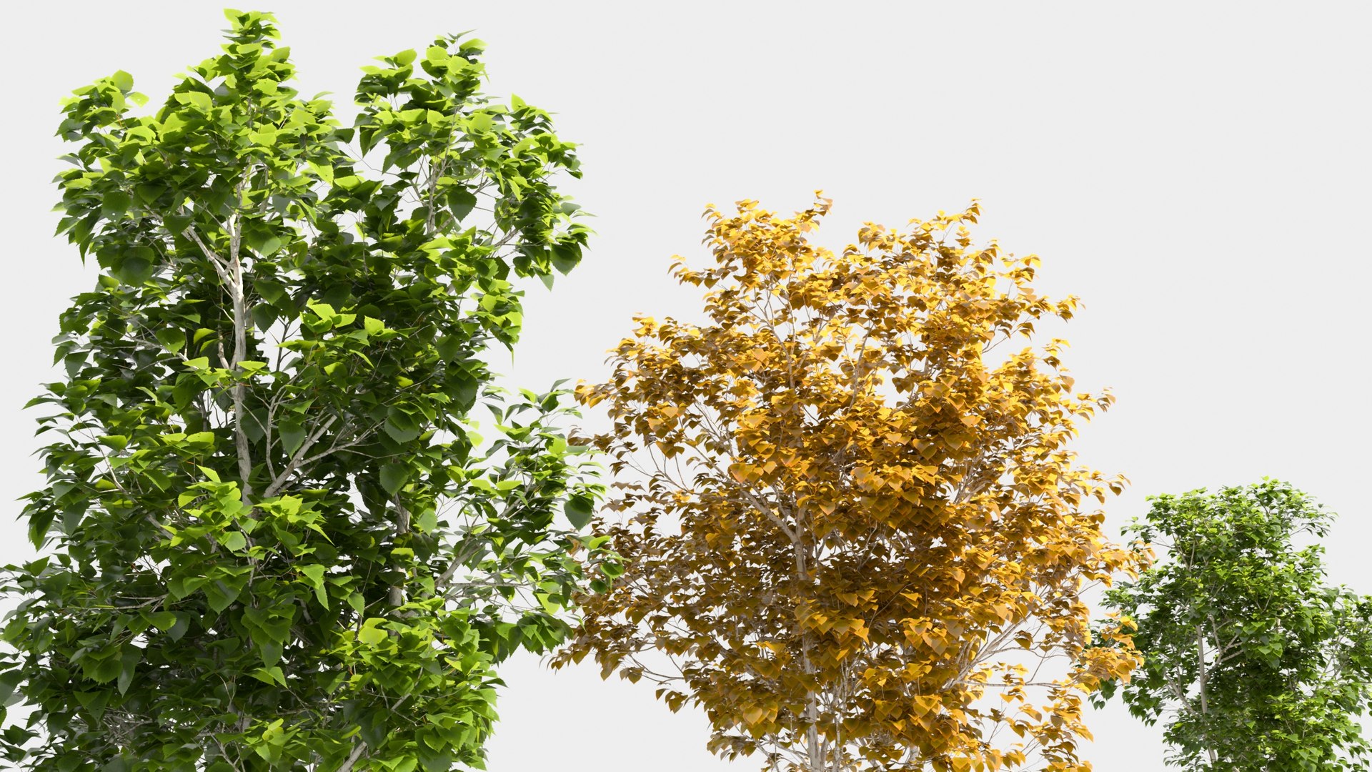 Betula Platyphylla Tree 3D - TurboSquid 2057933