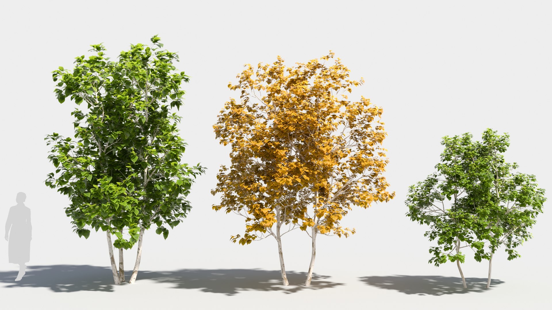 Betula Platyphylla Tree 3D - TurboSquid 2057933