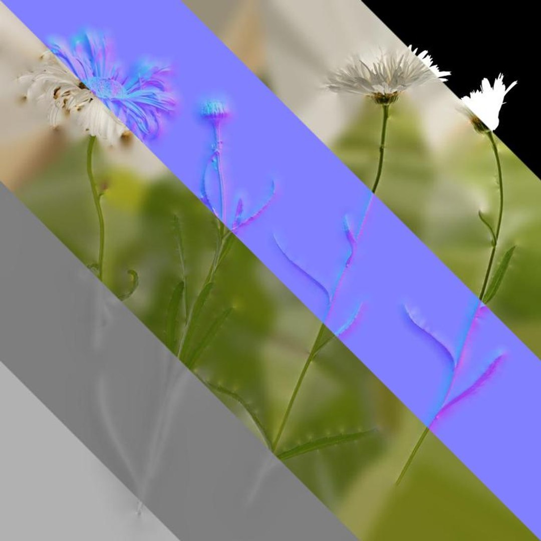 Anydrafts Leucanthemum Superbum Aglaia Atlas 01 Textures 3D Model ...