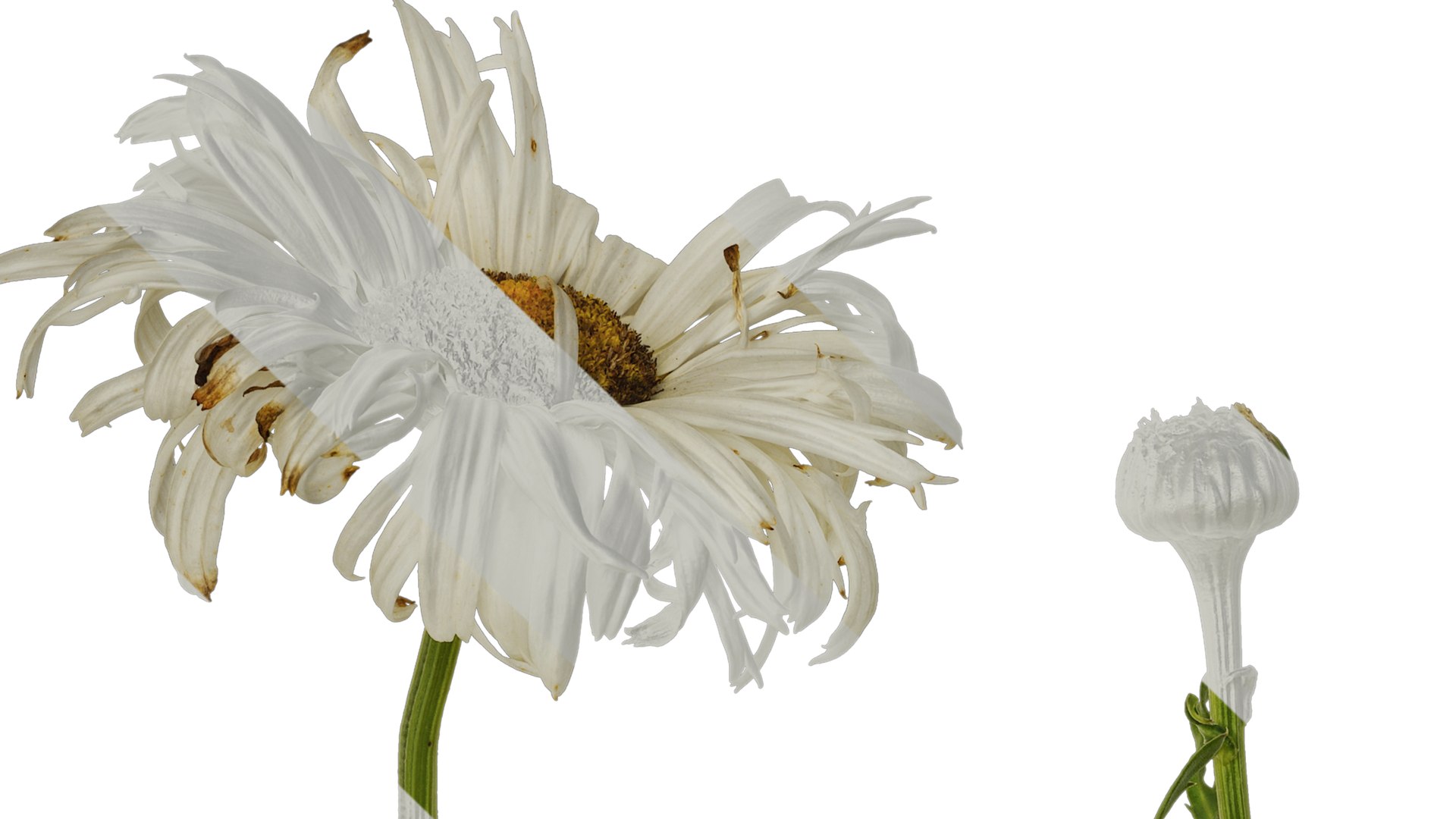 Anydrafts Leucanthemum Superbum Aglaia Atlas 01 Textures 3D Model ...