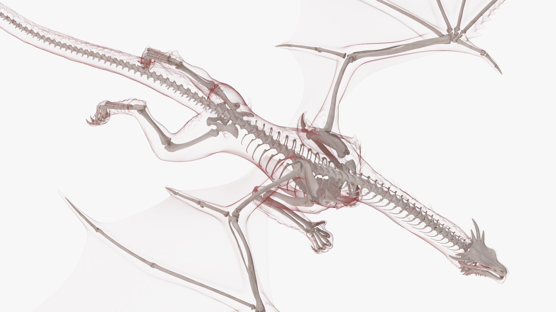 Flying Pose Dragon Skeleton In Transparent Shell 3D Model - TurboSquid ...