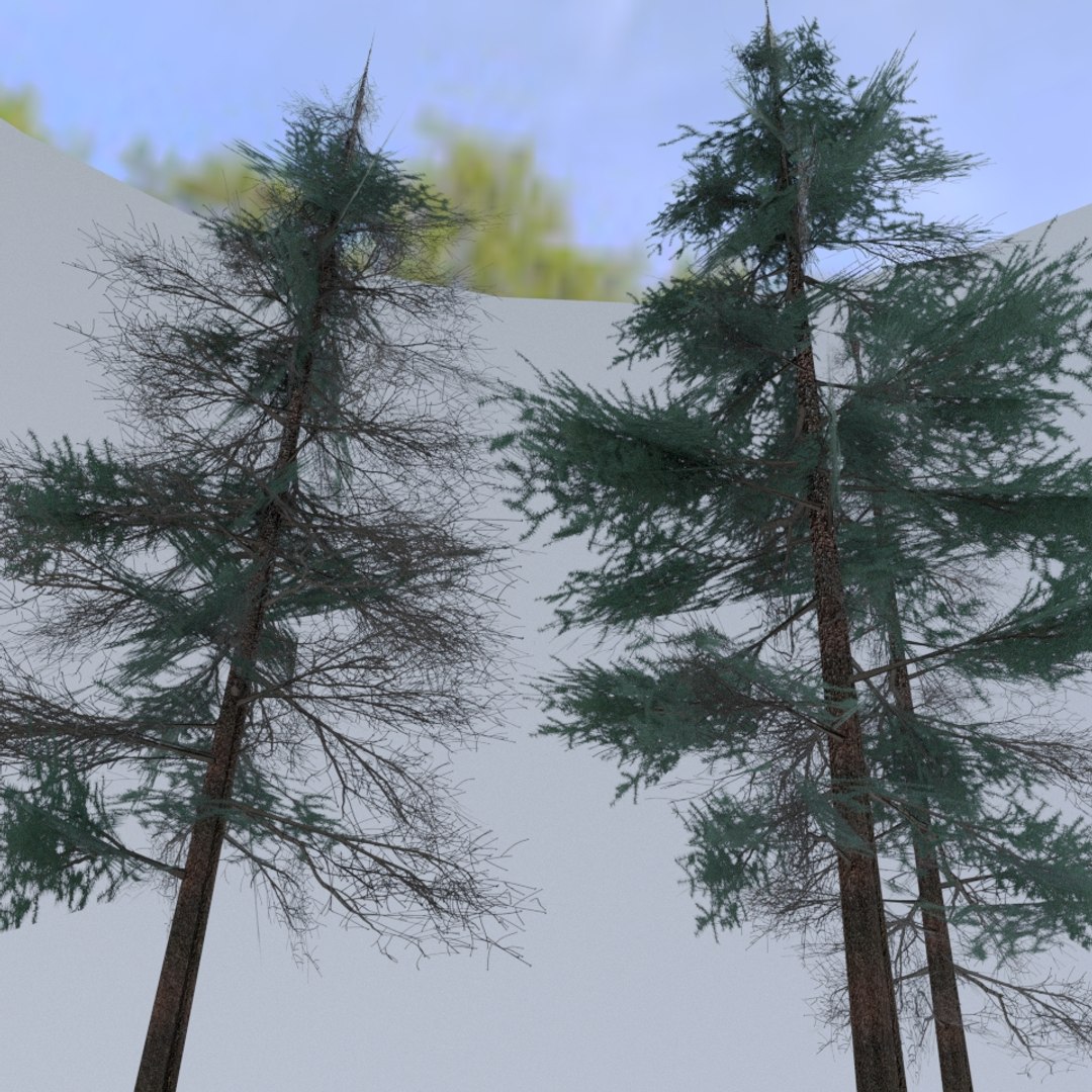 3D Tall American Pine Trees Model - TurboSquid 1331547