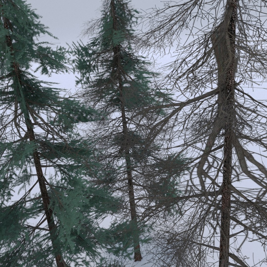 3D Tall American Pine Trees Model - TurboSquid 1331547