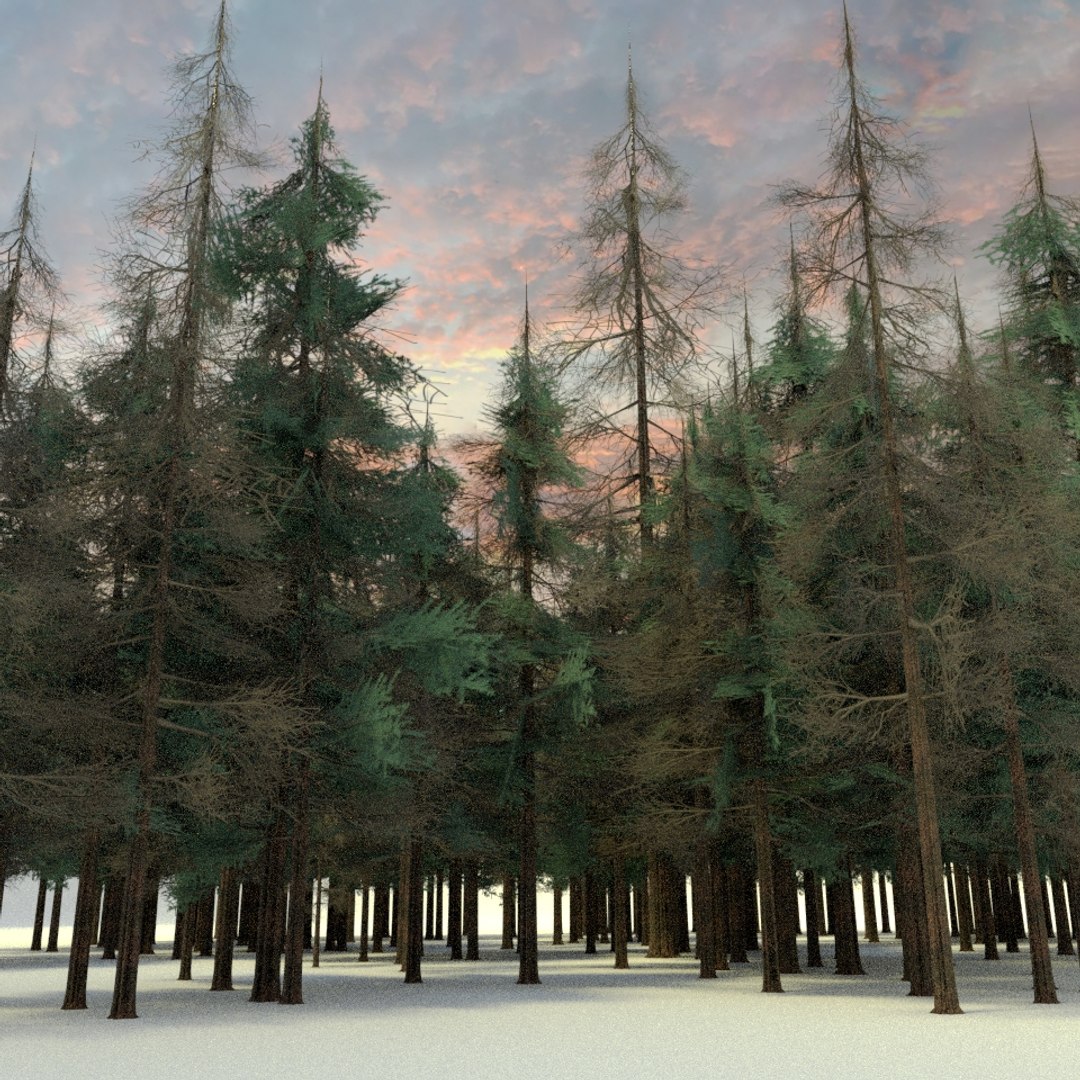 3D Tall American Pine Trees Model - TurboSquid 1331547
