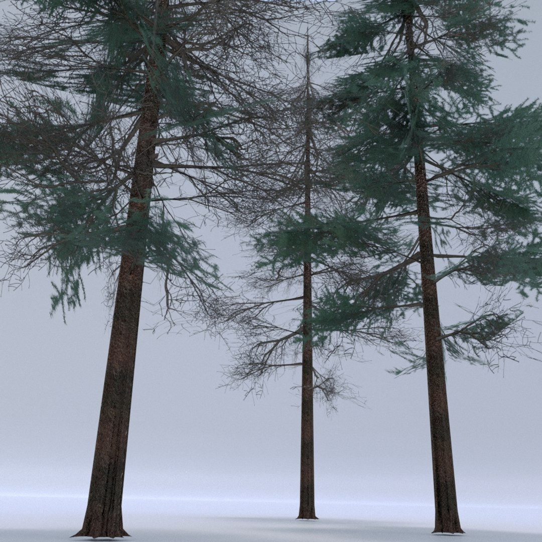 3D Tall American Pine Trees Model - TurboSquid 1331547