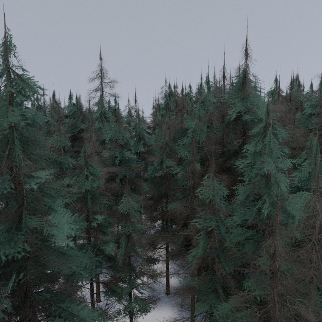 3D Tall American Pine Trees Model - TurboSquid 1331547