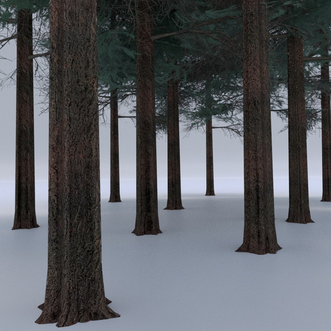 3D Tall American Pine Trees Model - TurboSquid 1331547