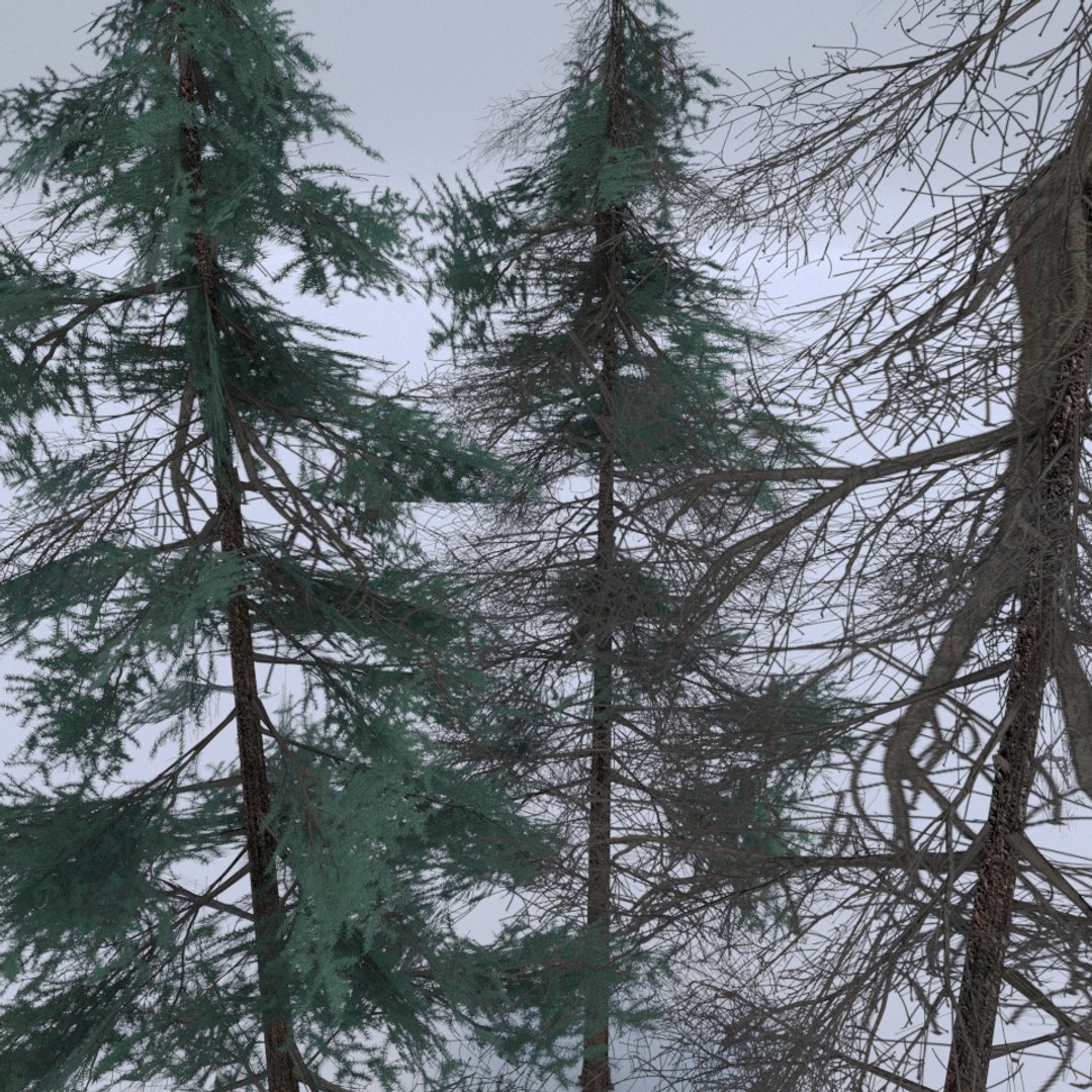 3D Tall American Pine Trees Model - TurboSquid 1331547
