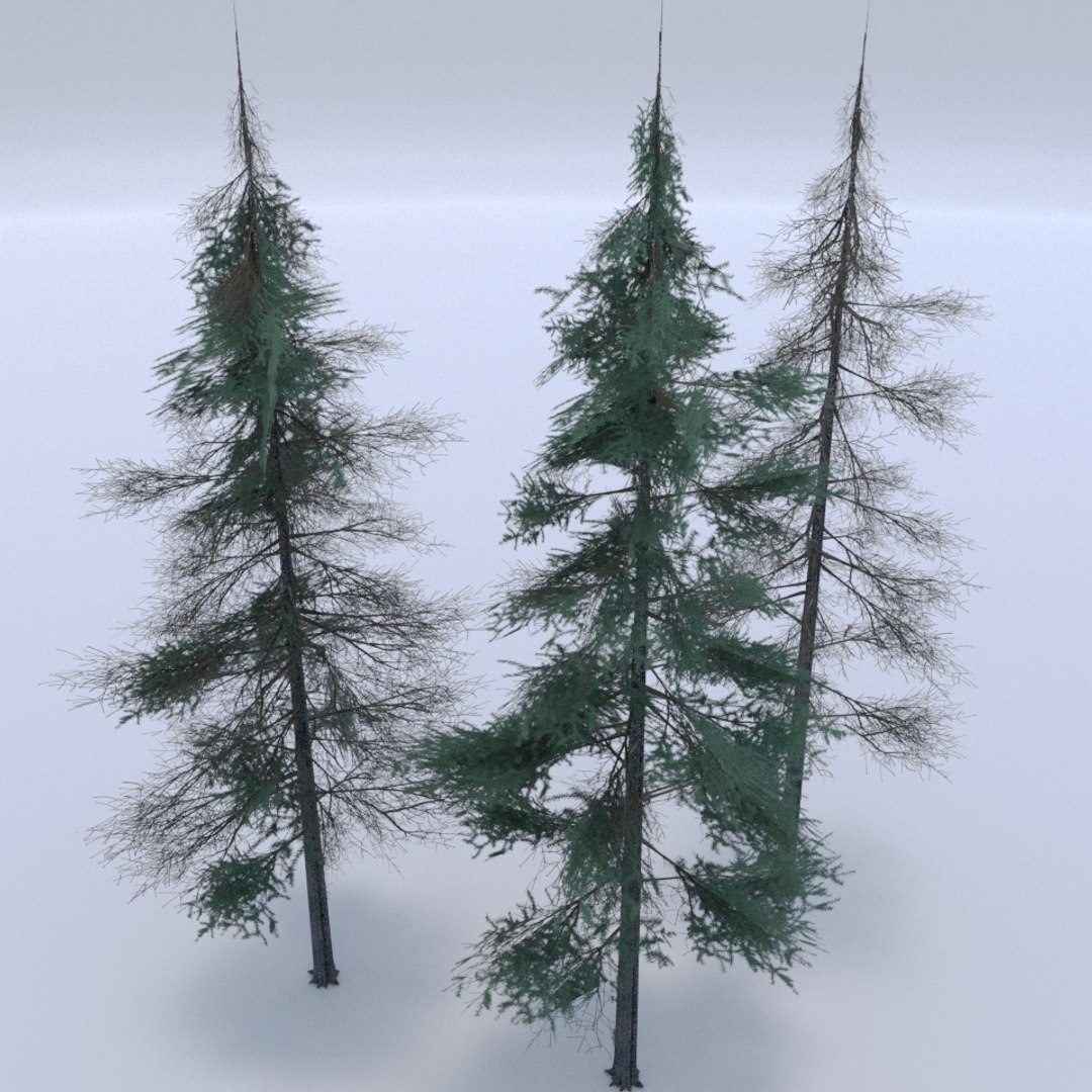 3D Tall American Pine Trees Model - TurboSquid 1331547