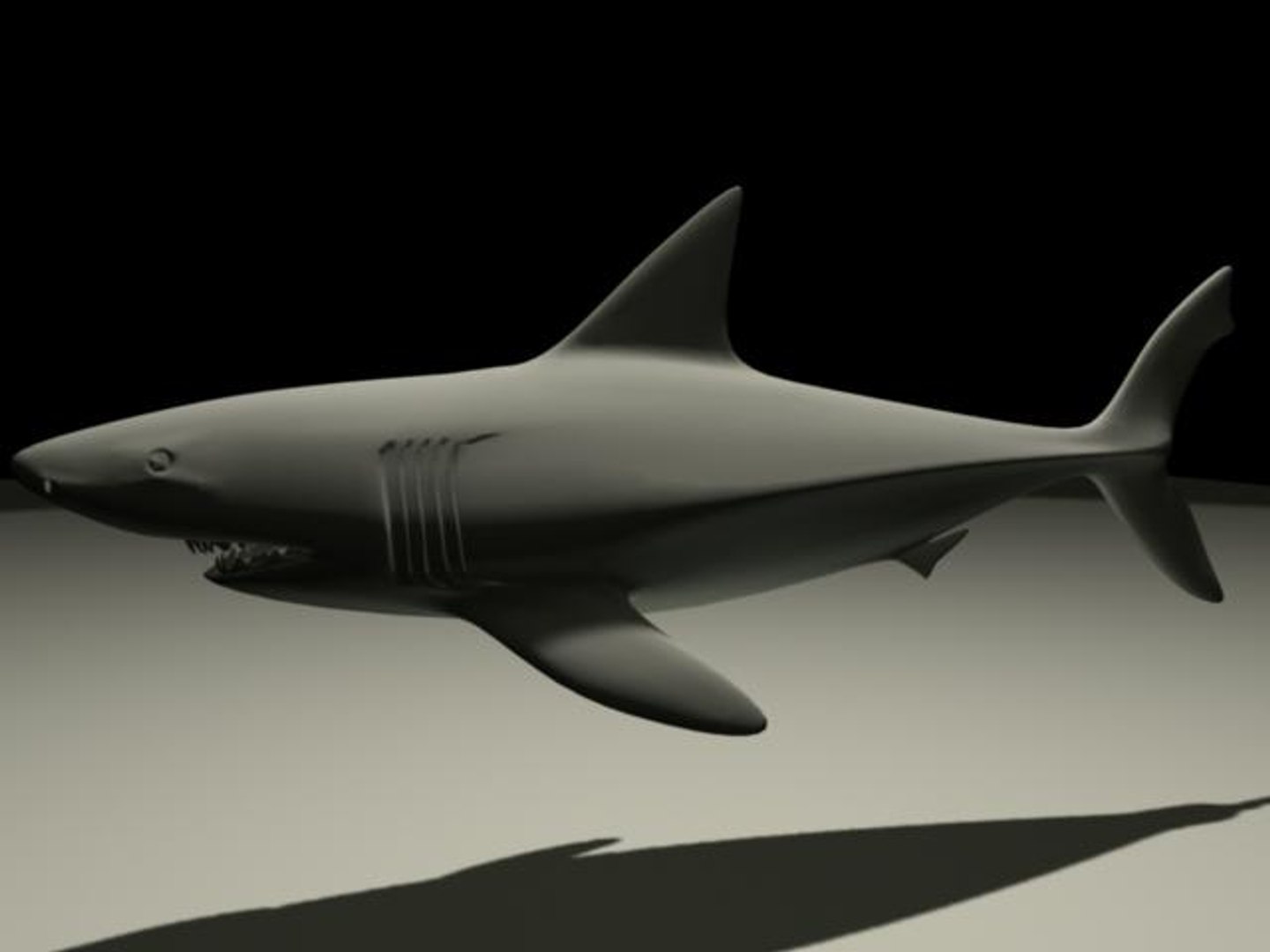 3d Shark
