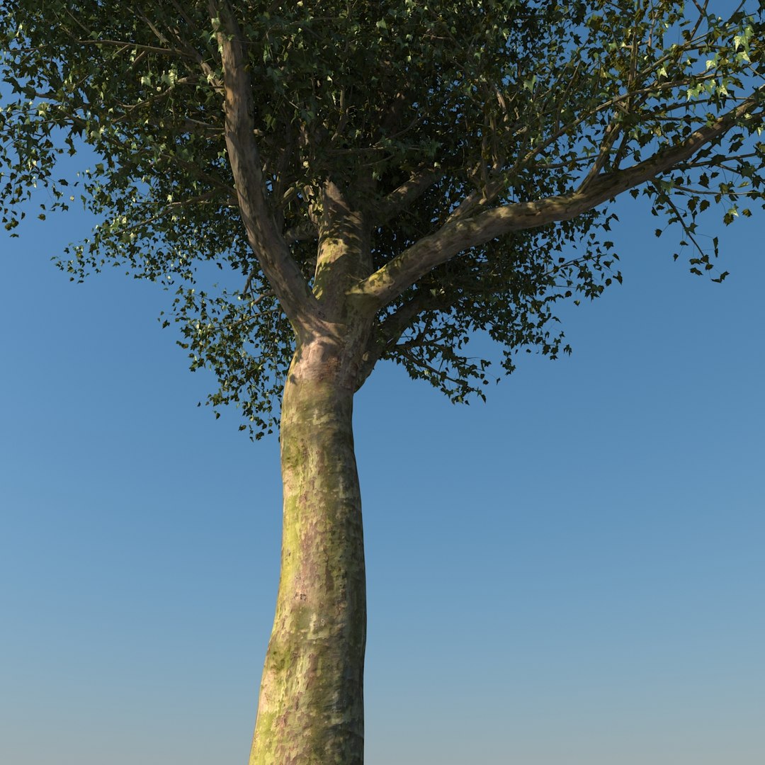 Platanus Trees 3d Model