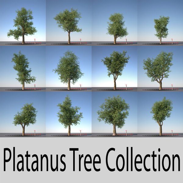 3d model realistic platanus tree type
