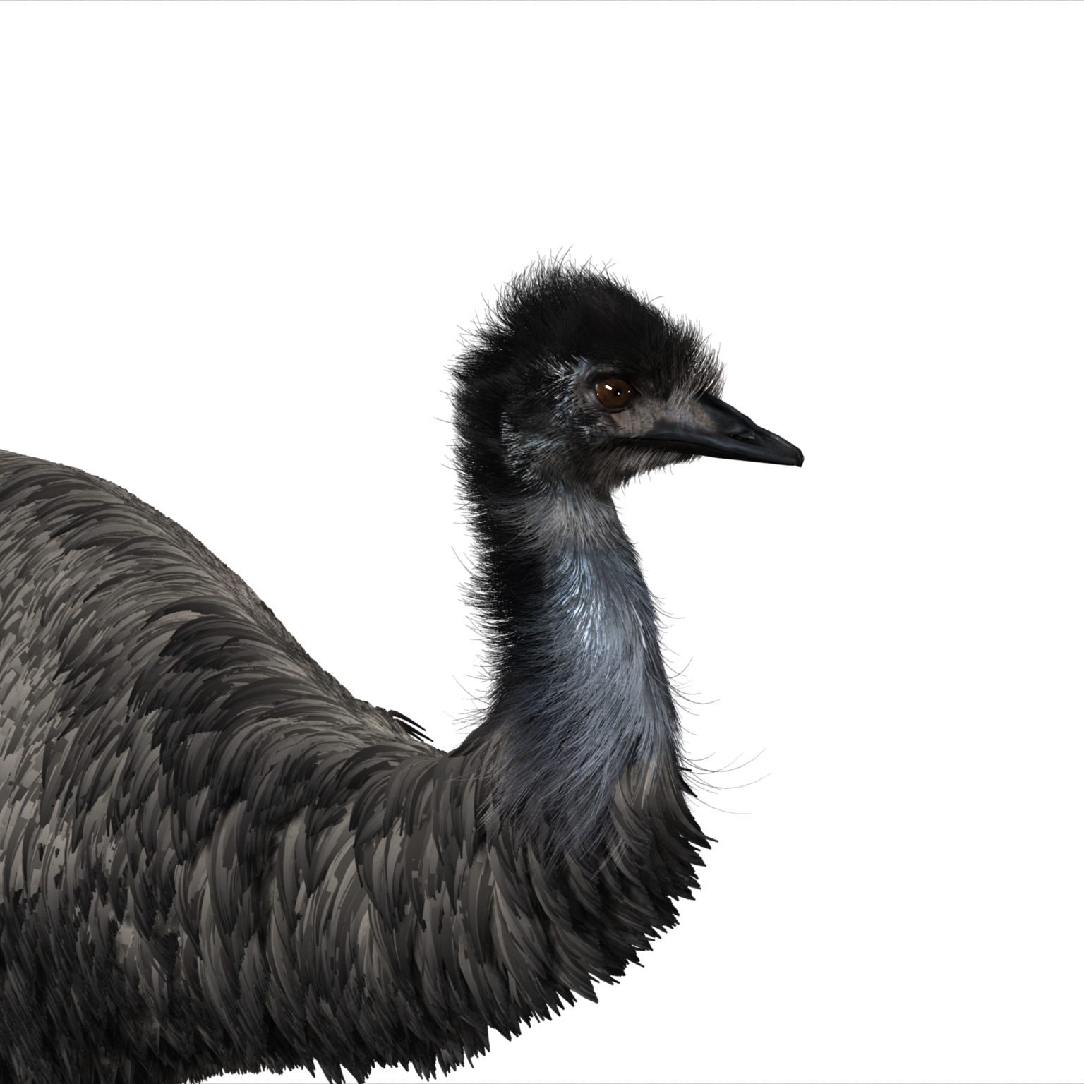 Emu 3D - TurboSquid 1167980