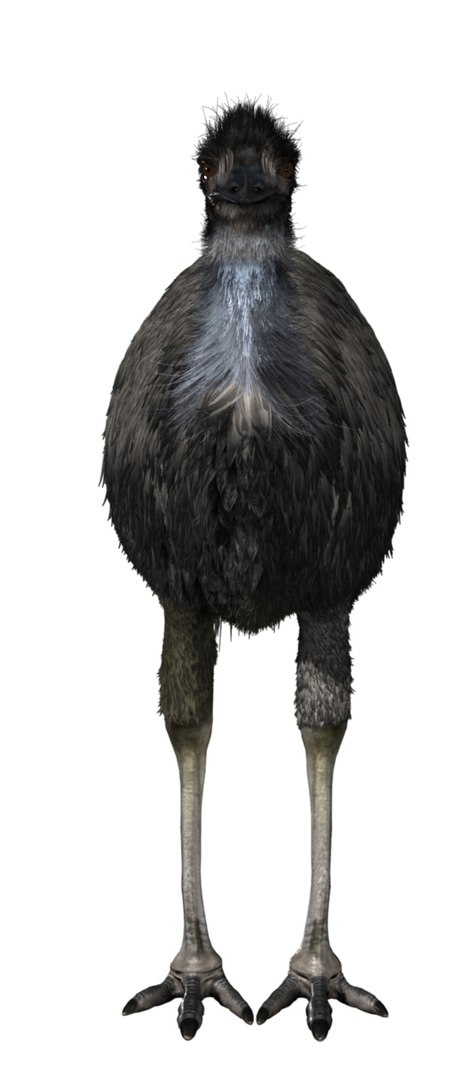 Emu 3D - TurboSquid 1167980