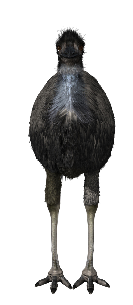 Emu 3D - TurboSquid 1167980