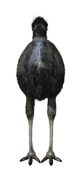 Emu 3D - TurboSquid 1167980