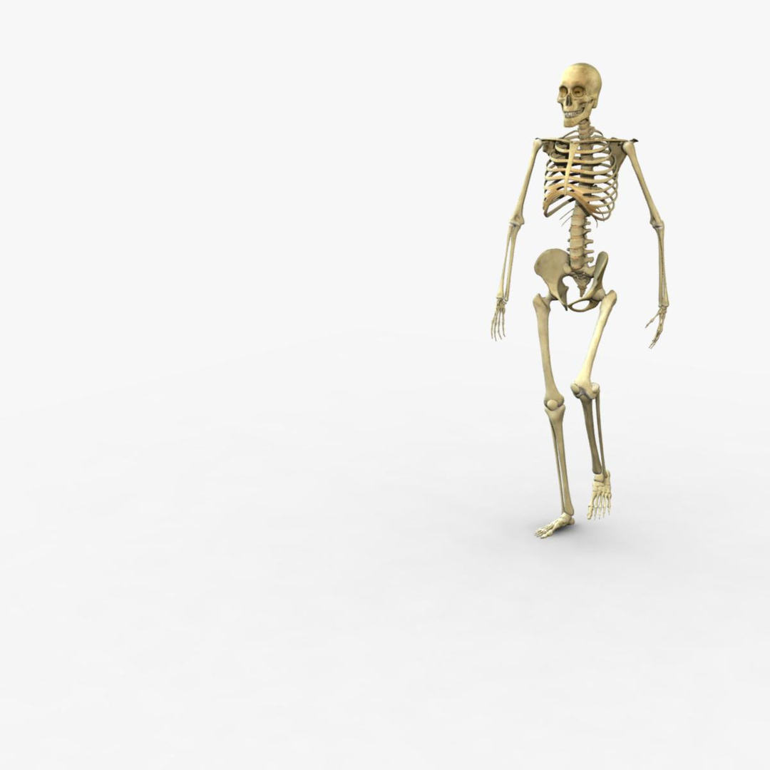 3d Model Skeleton Rigged Body Bone