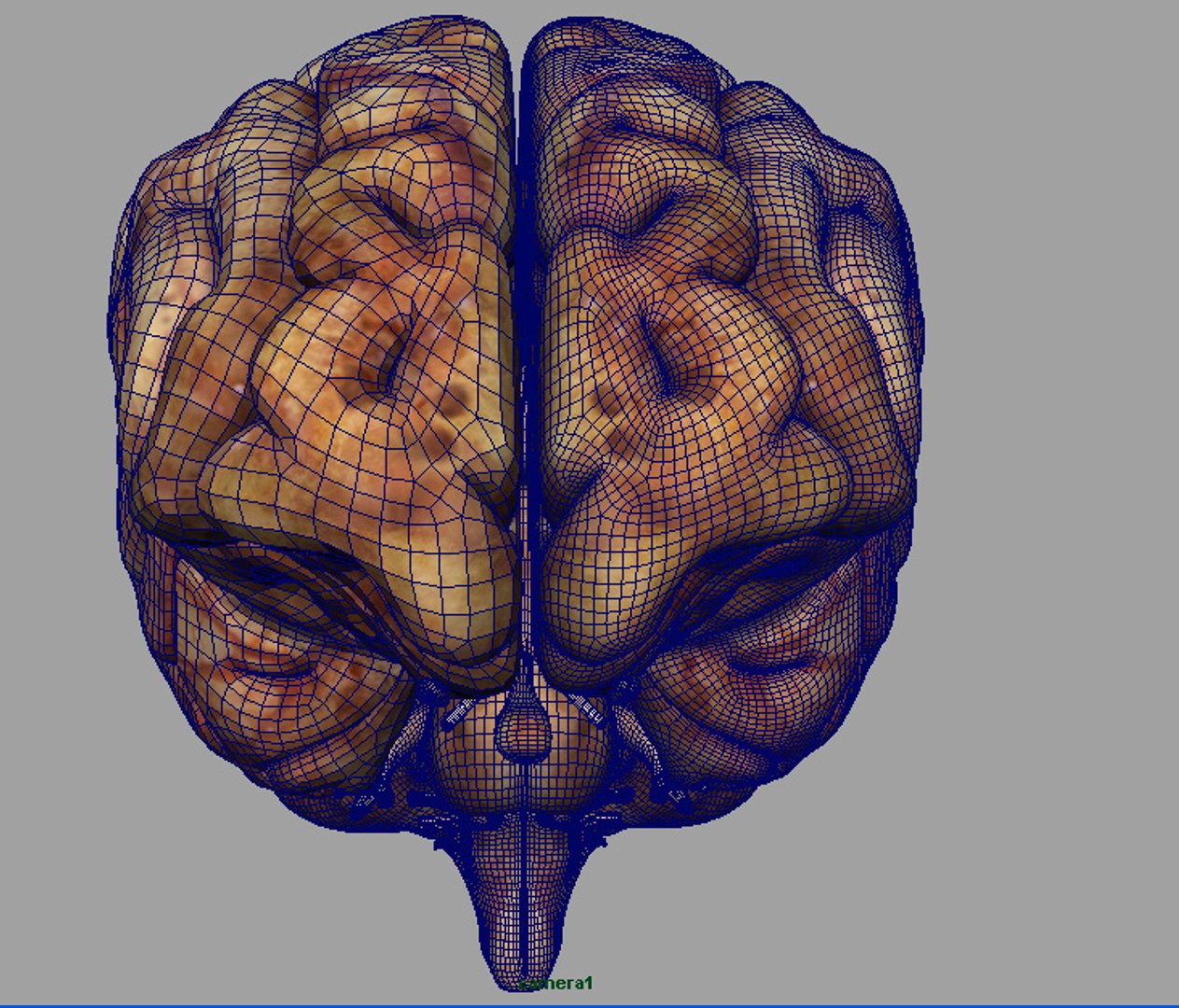 3d Model Human Brain
