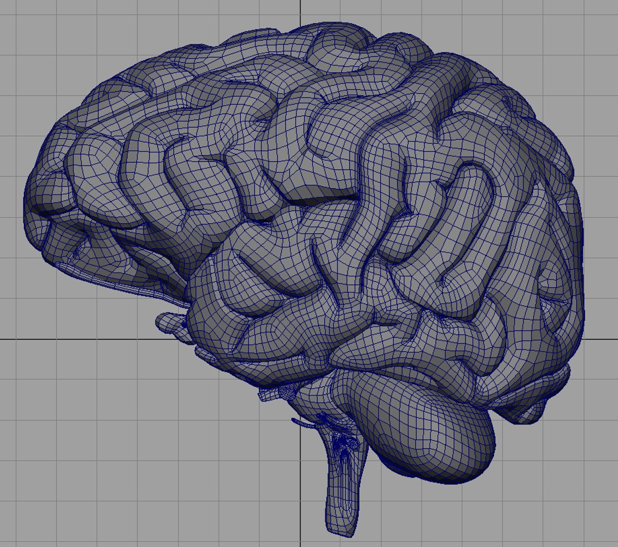 3d Model Human Brain