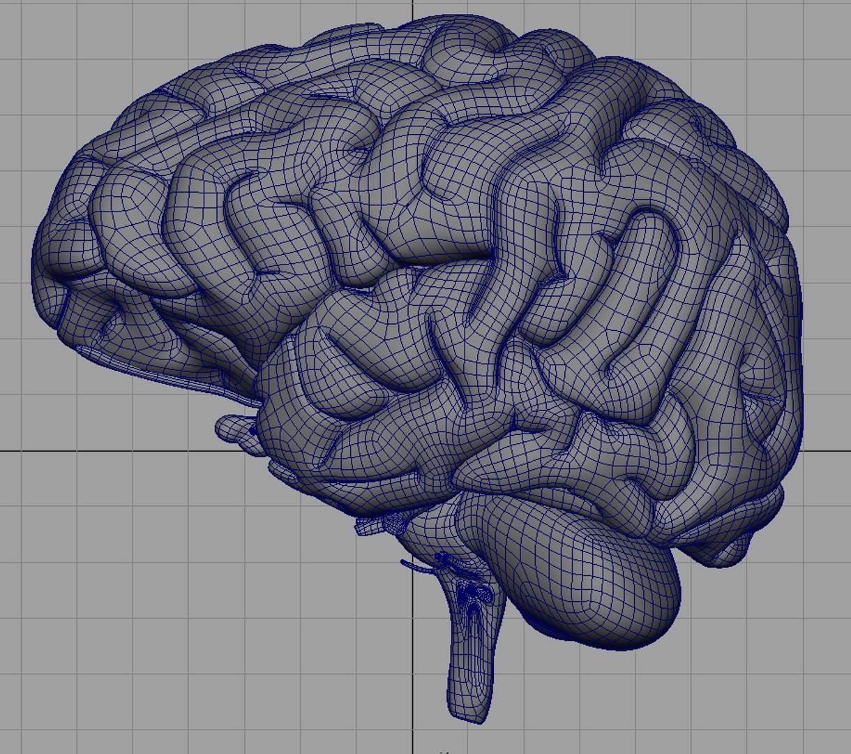 3d Model Human Brain