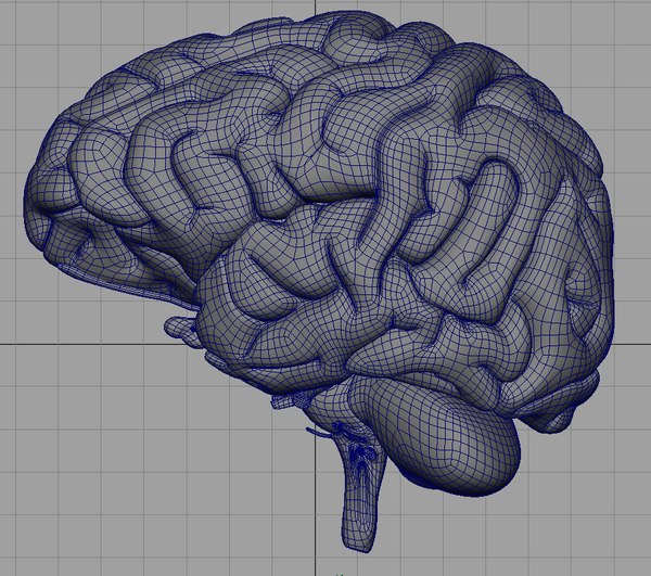 3d model human brain