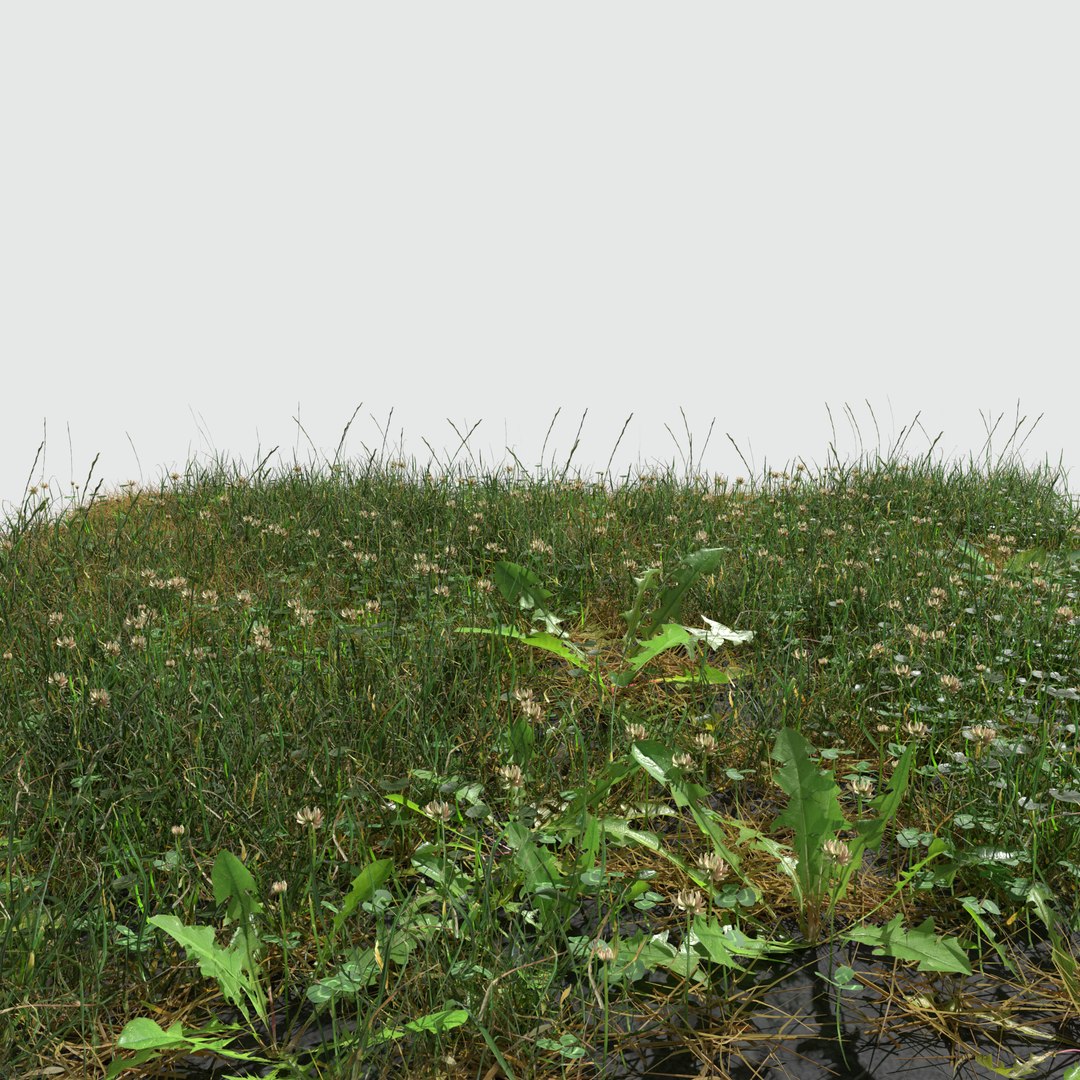 Meadow Patch Grass 3D Model - TurboSquid 1459999