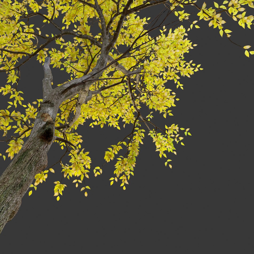 3D Autumn Jungle Trees Set - TurboSquid 1936097