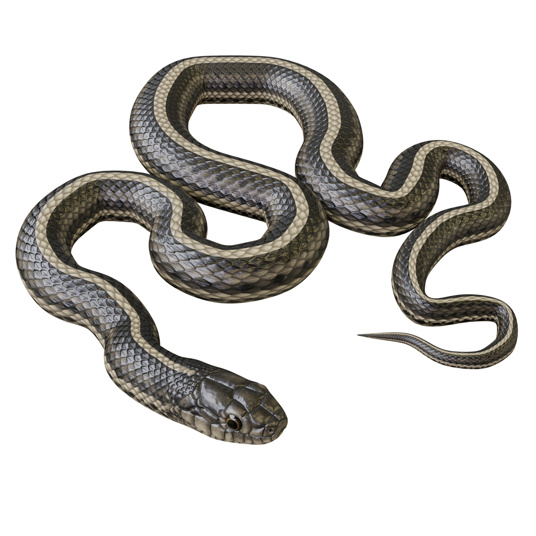 Pbr garter snake 3D model - TurboSquid 1264853