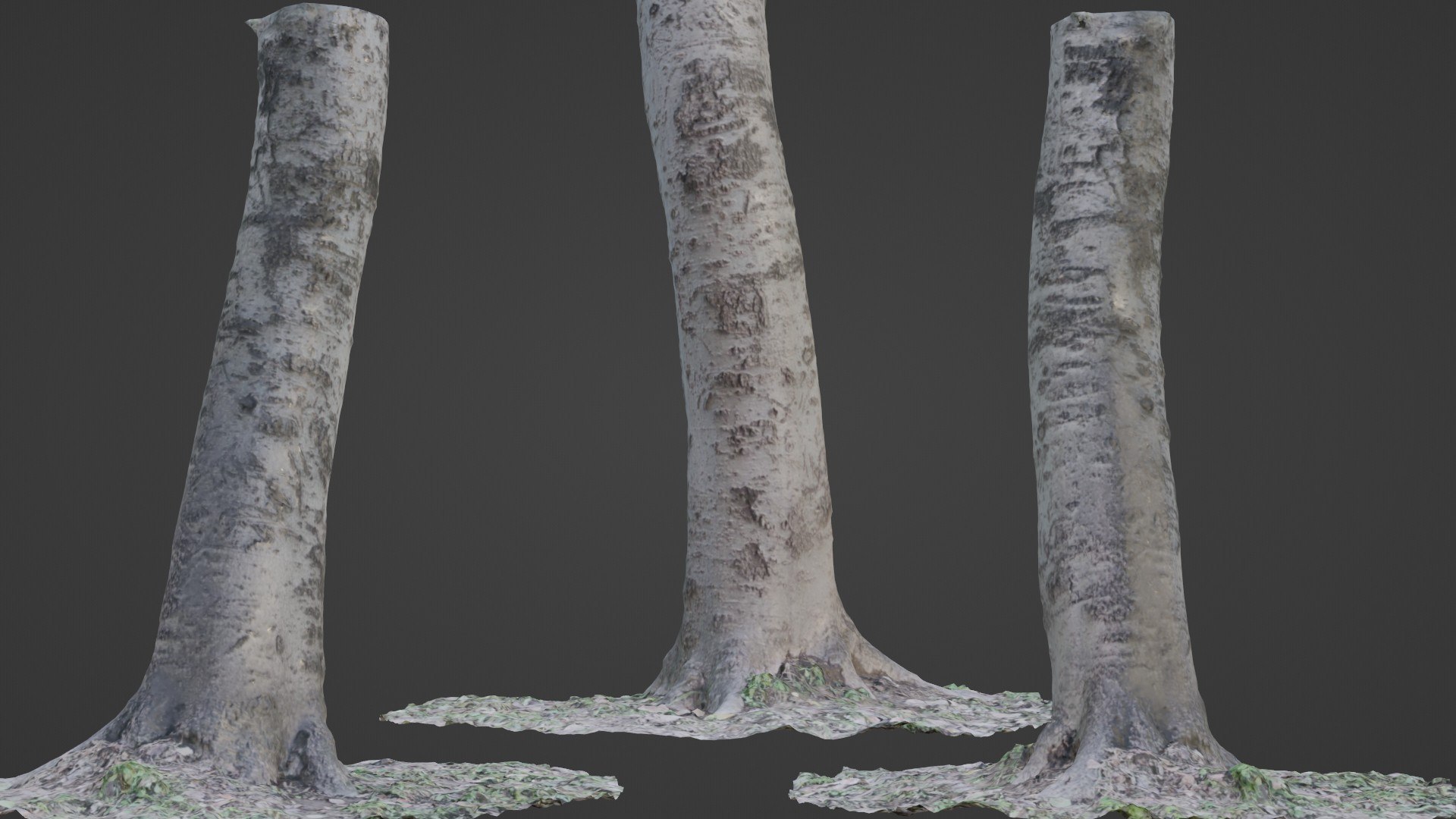 3D Birch Tree Model - TurboSquid 2329687
