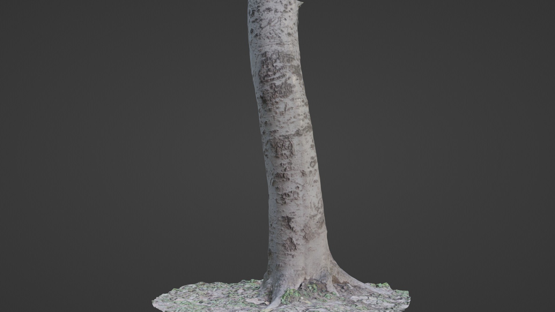 3D Birch Tree Model - TurboSquid 2329687