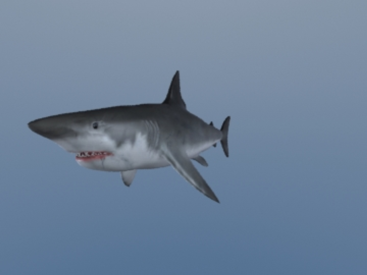 3d shark model