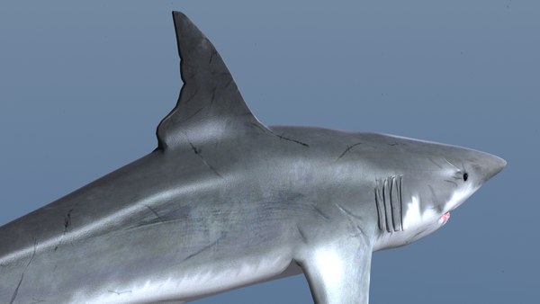 3d shark model