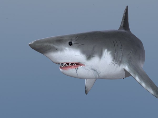 3d shark model