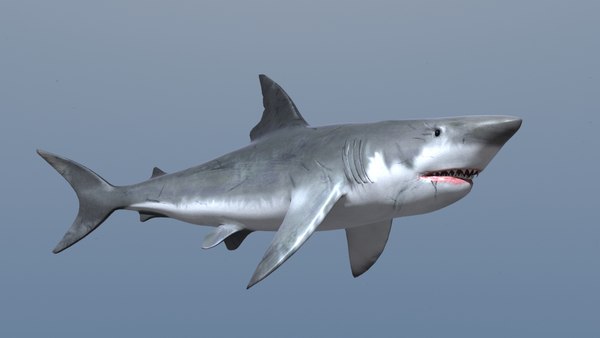 3d shark model