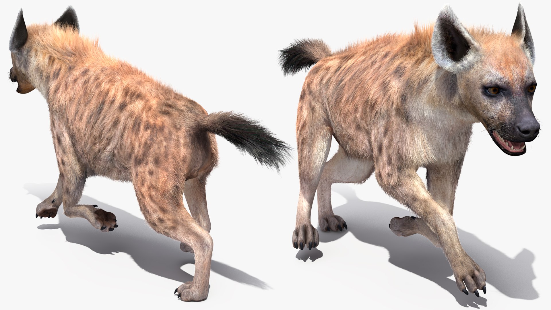 Running Pose Fur Hyena 3D Model - TurboSquid 1712866