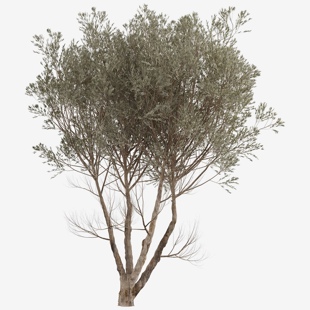 3D Set Of Acacia Aneura Or True Mulga Tree - 2 Trees - TurboSquid 1999797