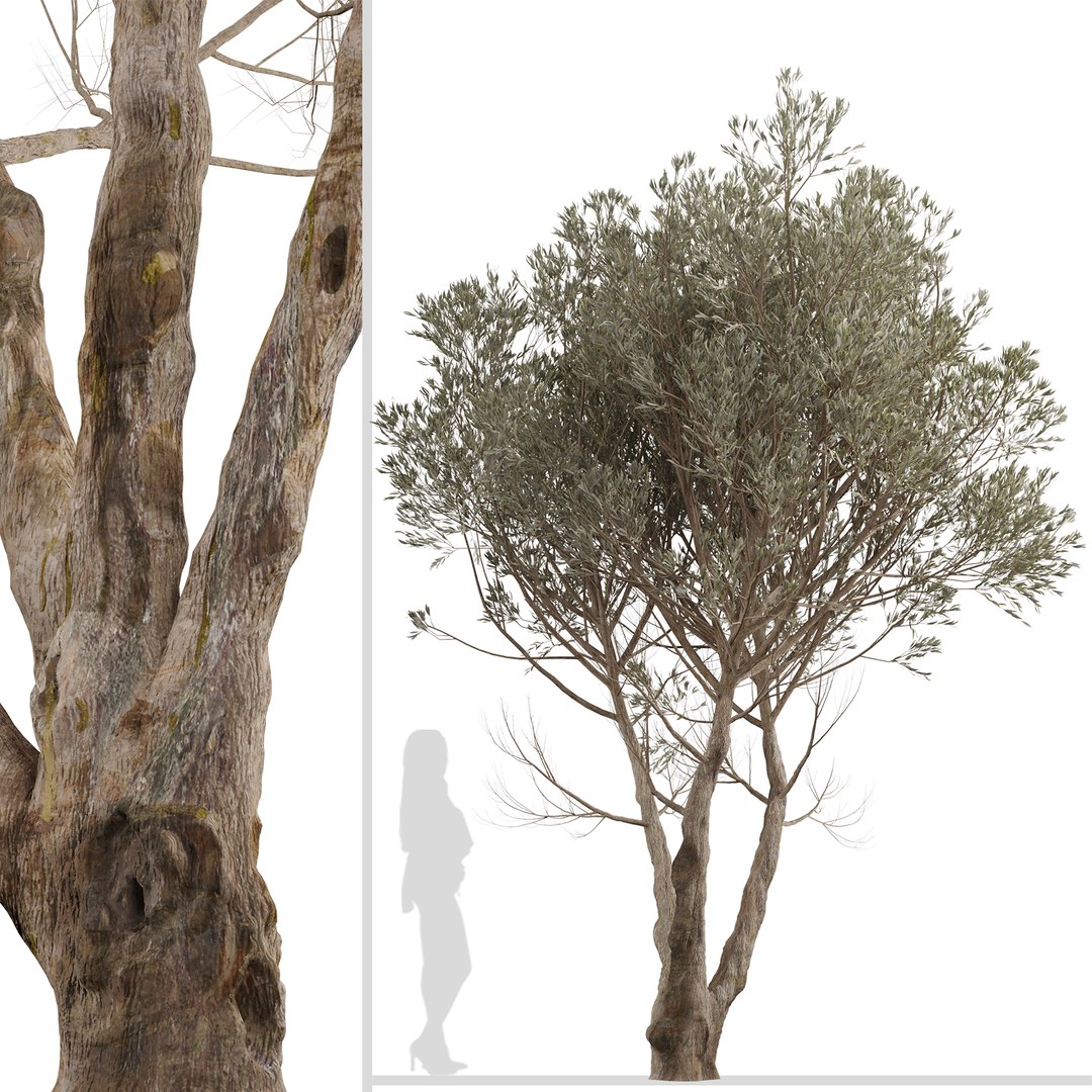 3D Set Of Acacia Aneura Or True Mulga Tree - 2 Trees - TurboSquid 1999797
