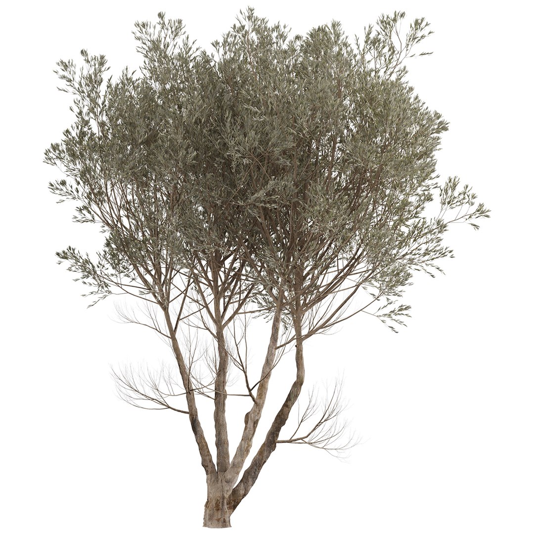 3D Set Of Acacia Aneura Or True Mulga Tree - 2 Trees - TurboSquid 1999797