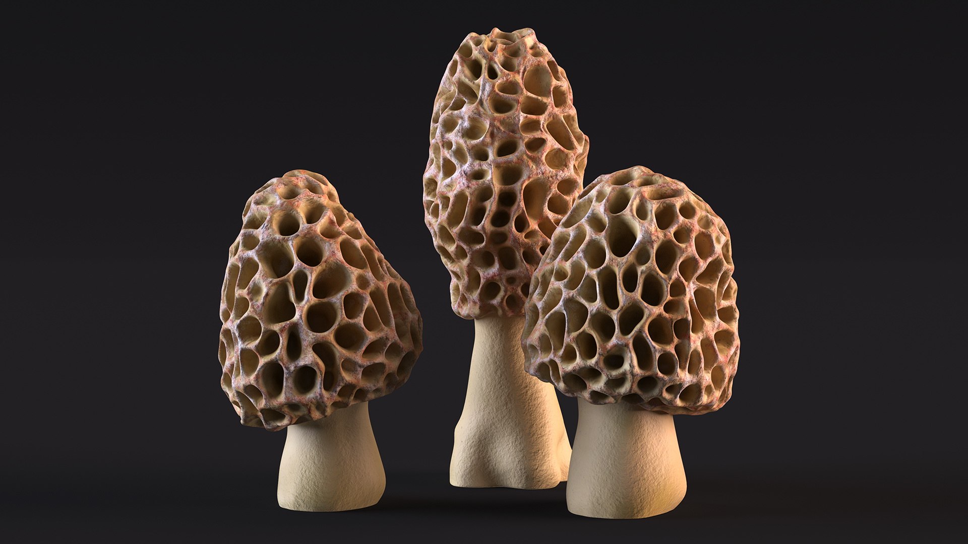 Morel Mushrooms 3D model - TurboSquid 2105576