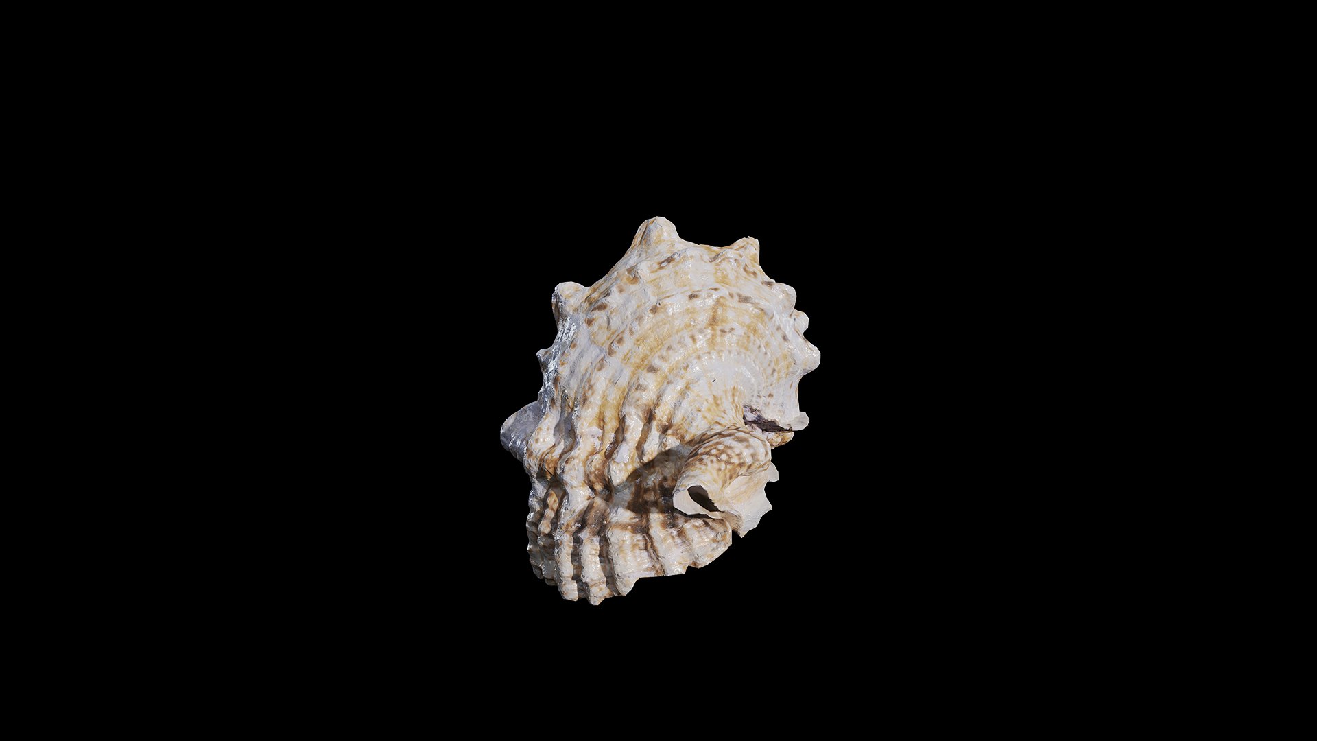 Anydrafts Sea Snail 02 3D - TurboSquid 2321869