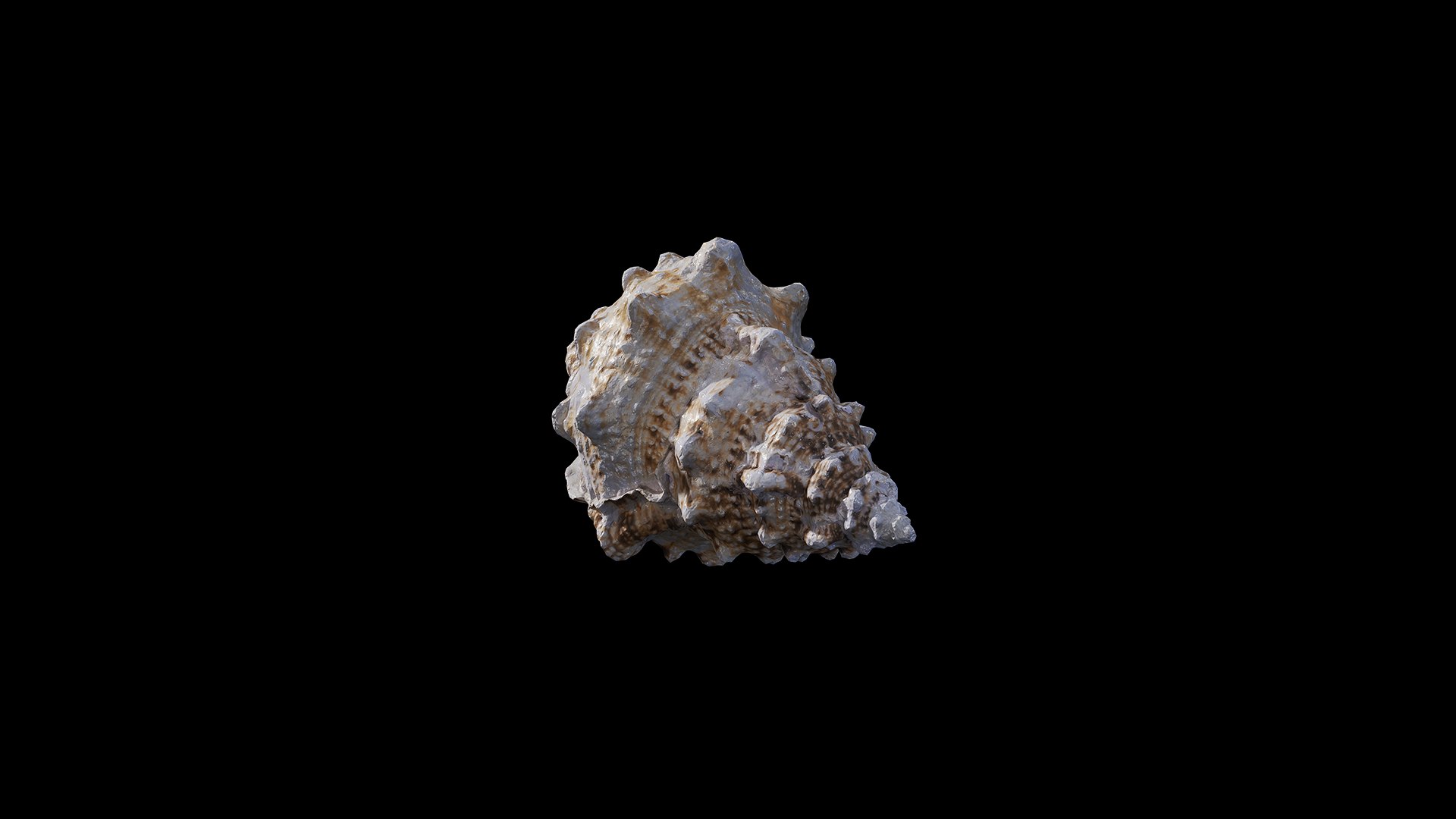 Anydrafts Sea Snail 02 3D - TurboSquid 2321869