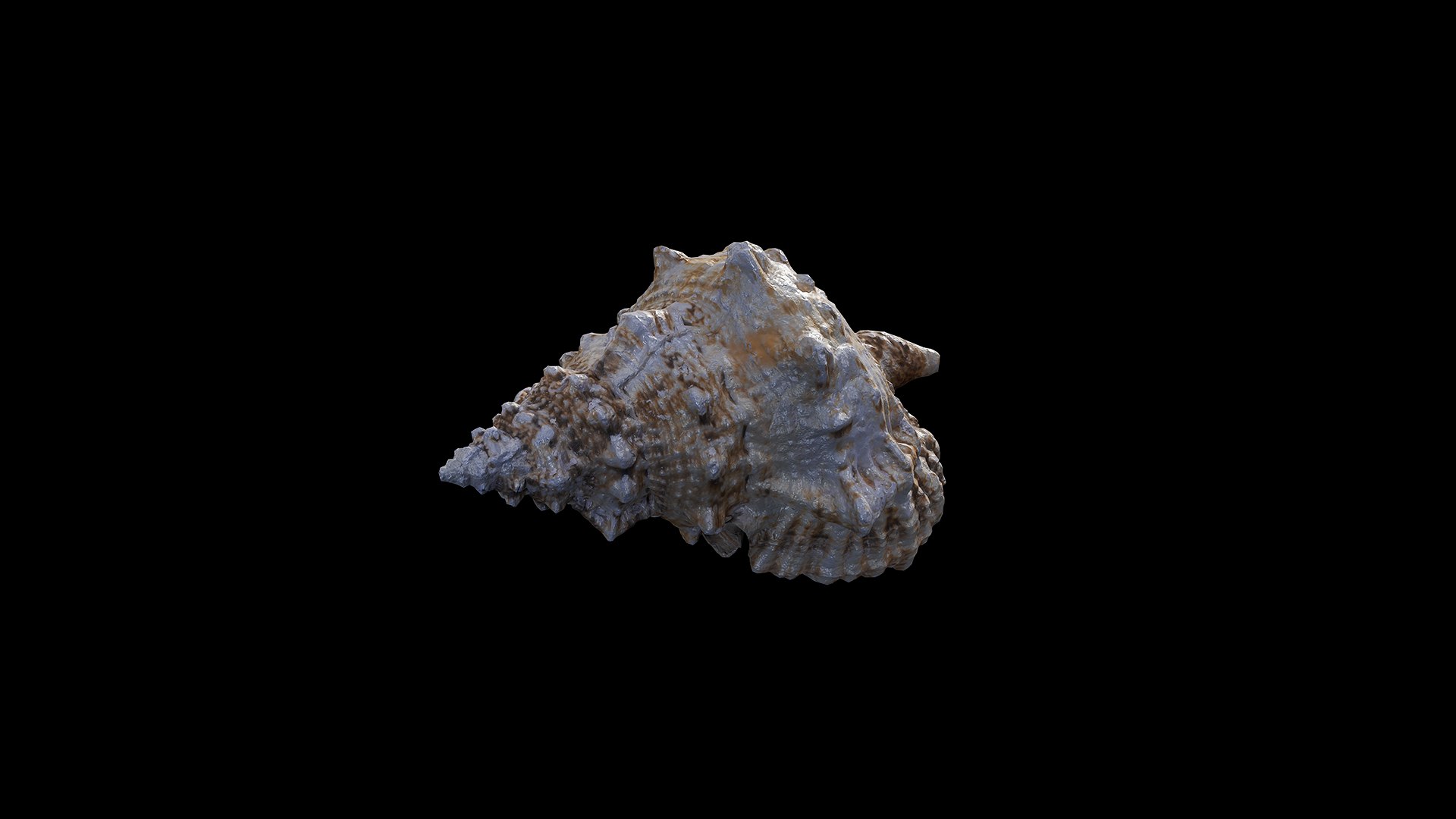 Anydrafts Sea Snail 02 3D - TurboSquid 2321869