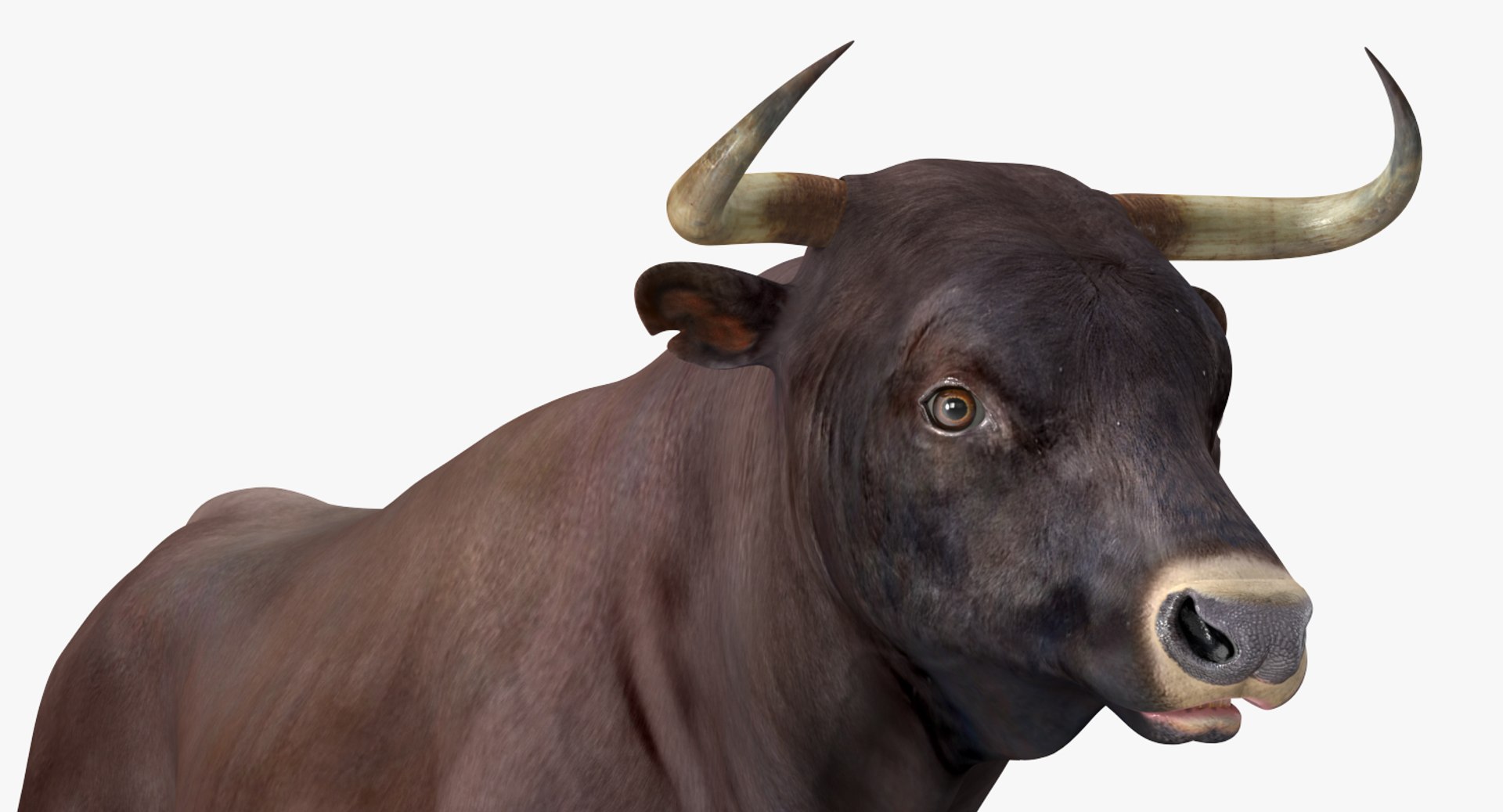 Bull Realistic 3D - TurboSquid 1215947