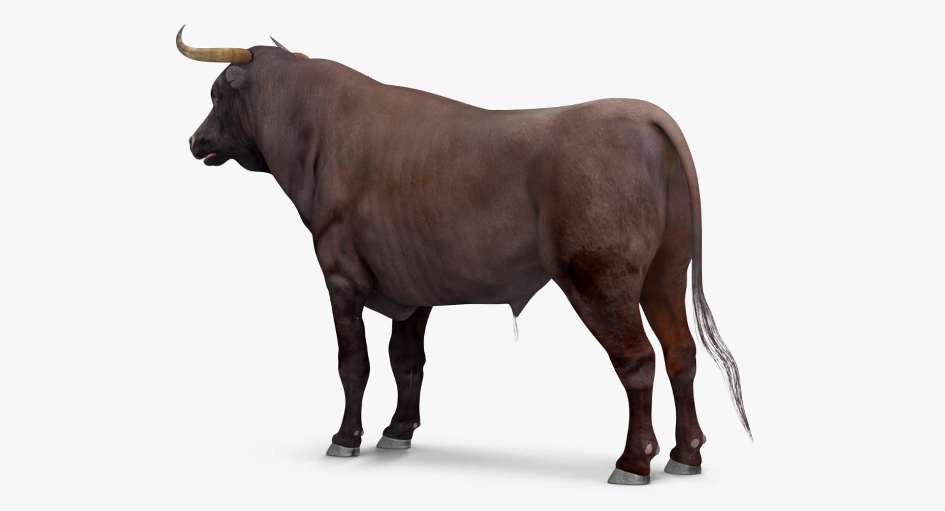 Bull Realistic 3D - TurboSquid 1215947