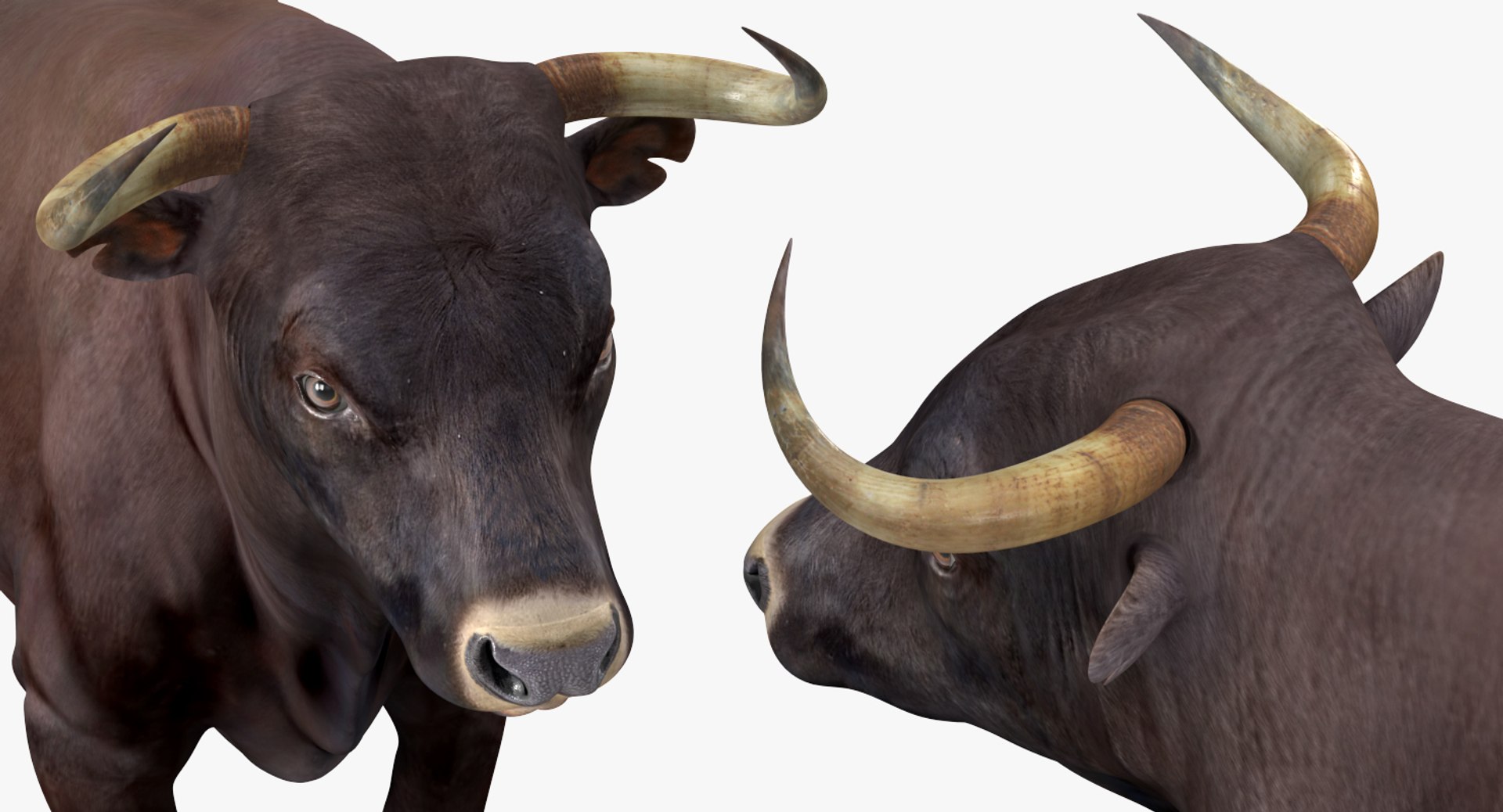 Bull realistic 3D - TurboSquid 1215947