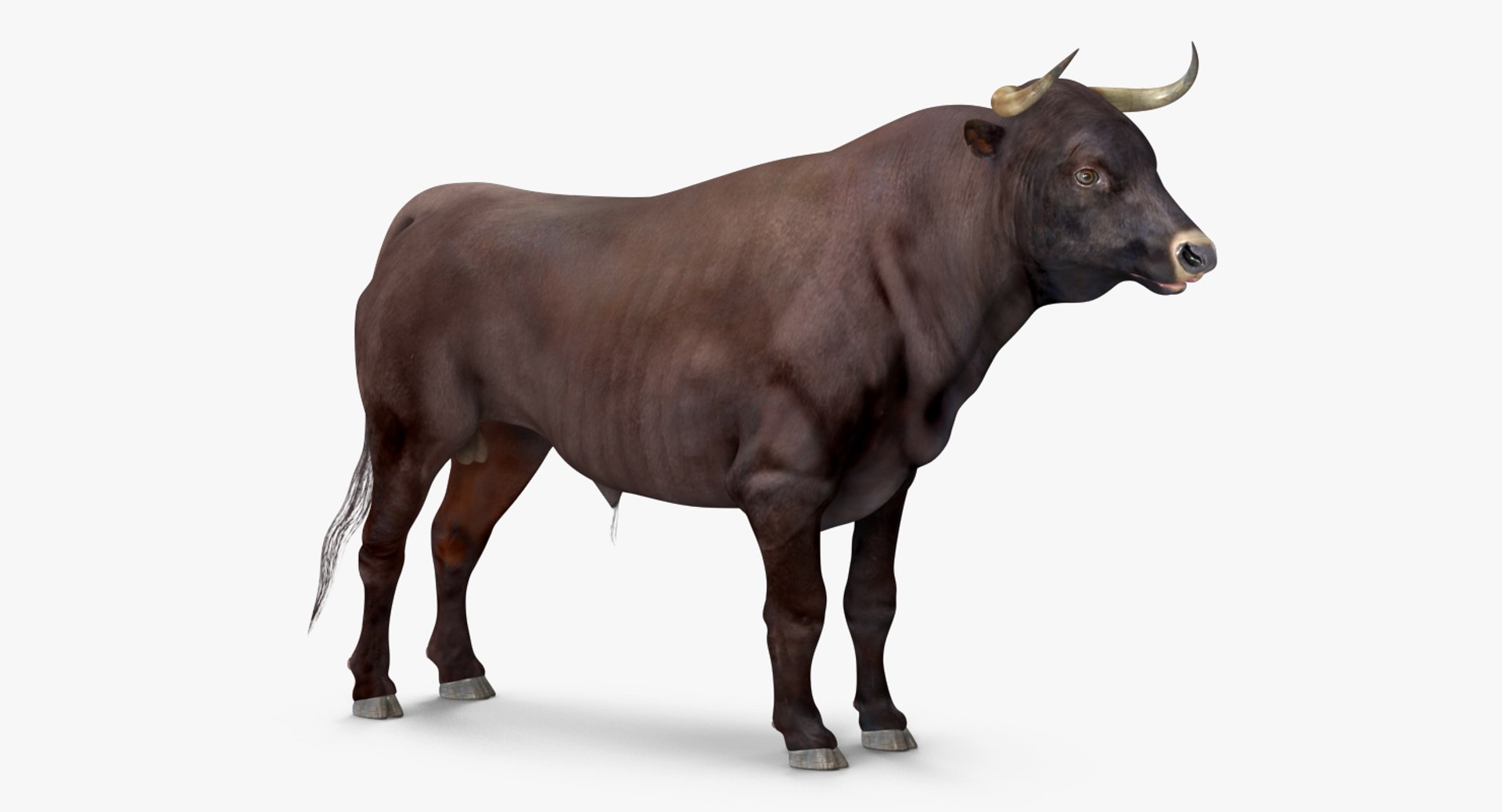 Bull Realistic 3D - TurboSquid 1215947