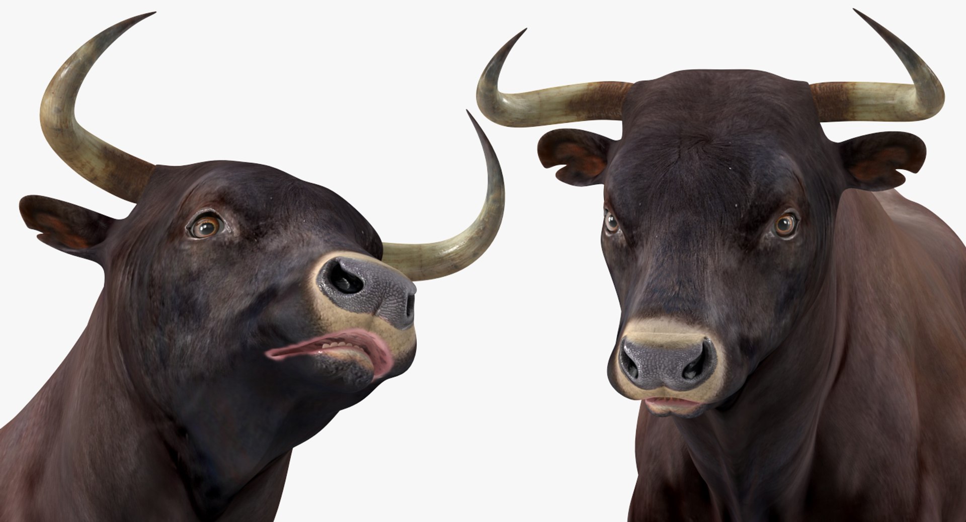 Bull realistic 3D - TurboSquid 1215947